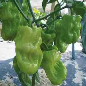 7 Types of Chinese Chili Peppers（You Dare To Challenge）