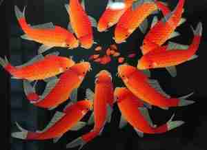 What Does Fish Symbolize In Chinese Culture(Do You Like Fish)