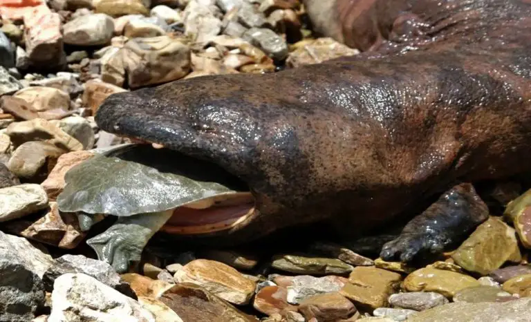 What Is A Chinese Giant Salamander？-Wa Wa Yu