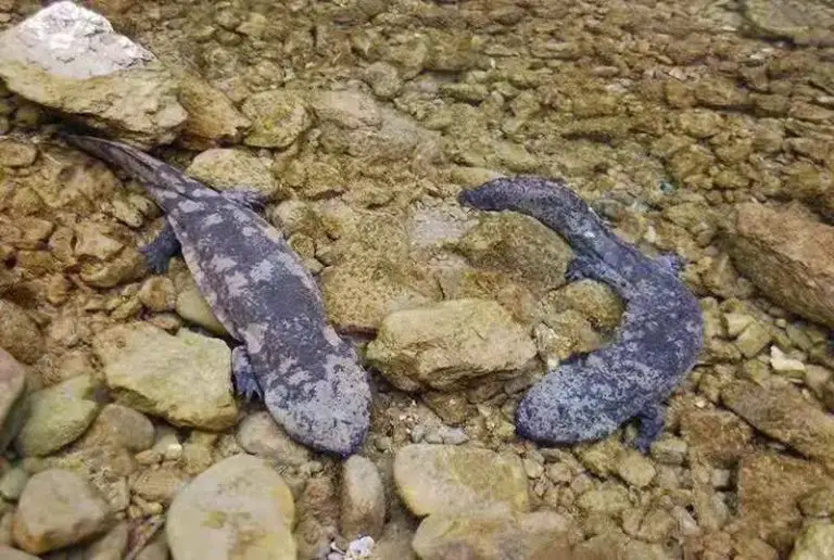 What Is A Chinese Giant Salamander？-Wa Wa Yu