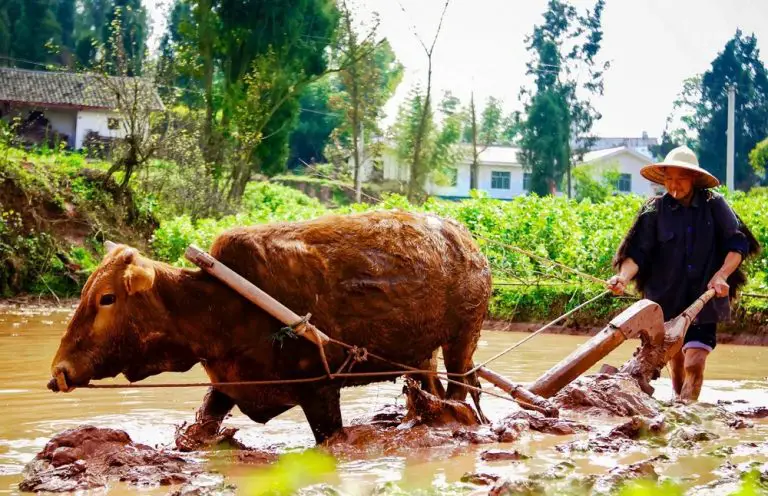 What Is Chinese Plough?-Ancient Plow