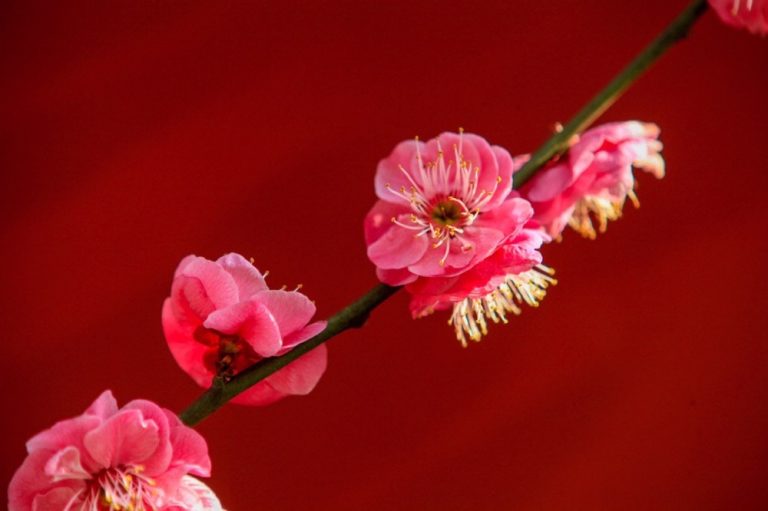 What Do Plum Blossoms Symbolize In China?-Mei Hua Flower