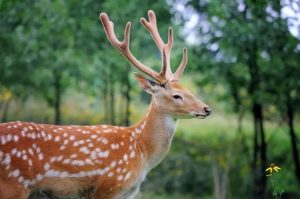 What Does Deer Symbolism In Chinese Culture?