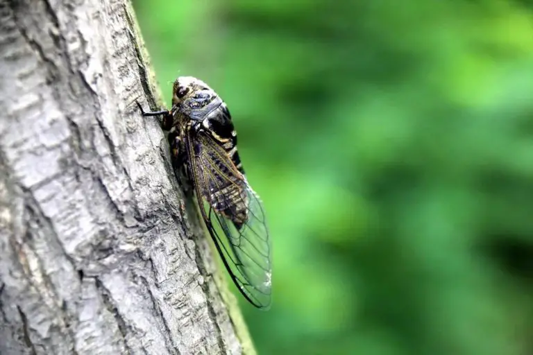 What Does Cicada Symbol In Chinese Culture?