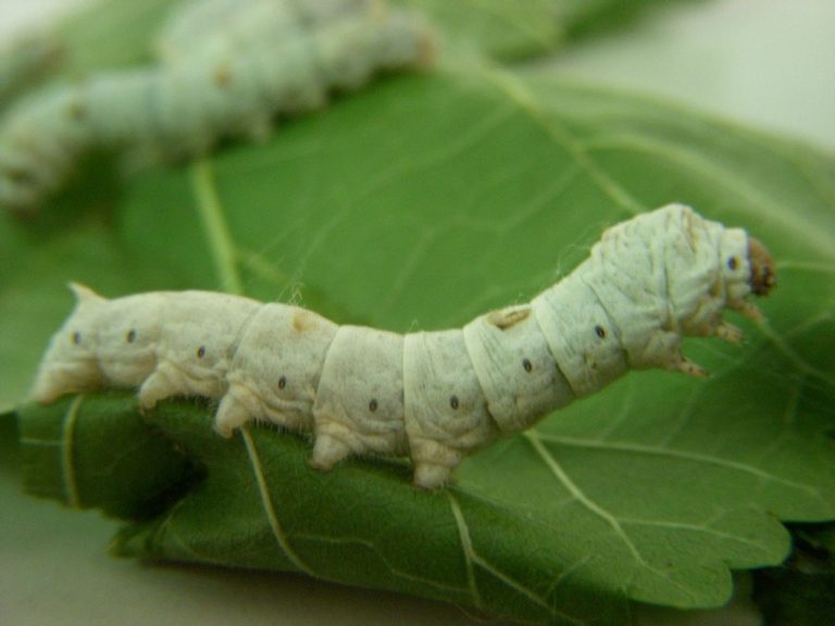 What Is Silkworm In China?