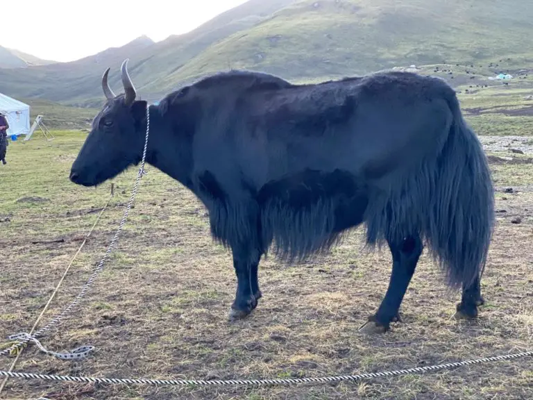 What Is The Meaning Of Cow In Chinese Culture? （30+ Answers）